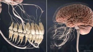 The Mouth-Mind Connection: How Oral Health Influences Brain Health